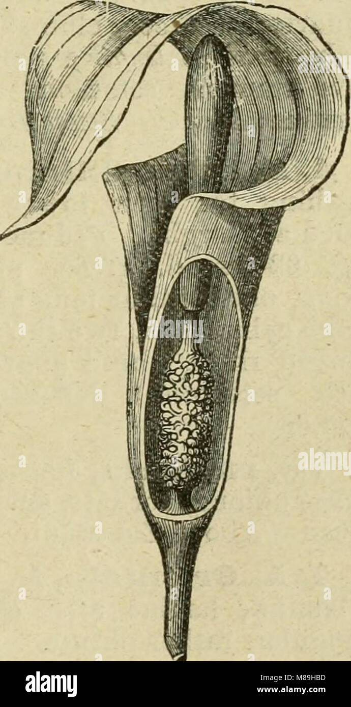 The 'Flora of Syria, Palestine, and Sinai' (1896) is an extensive ...