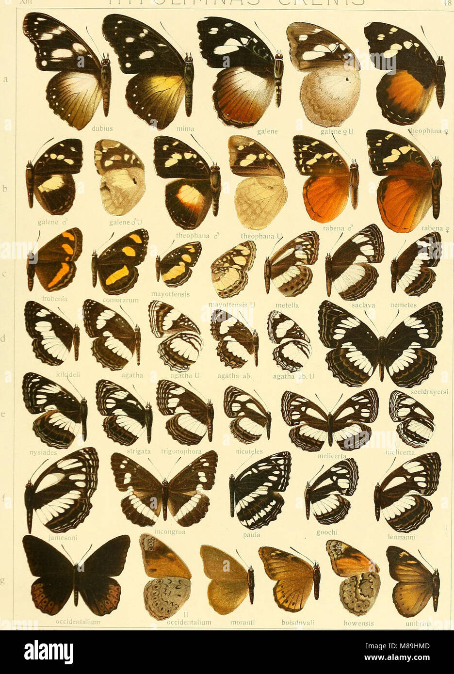 *Die Grossschmetterlinge der Erde* (1907) is a systematic work on the ...