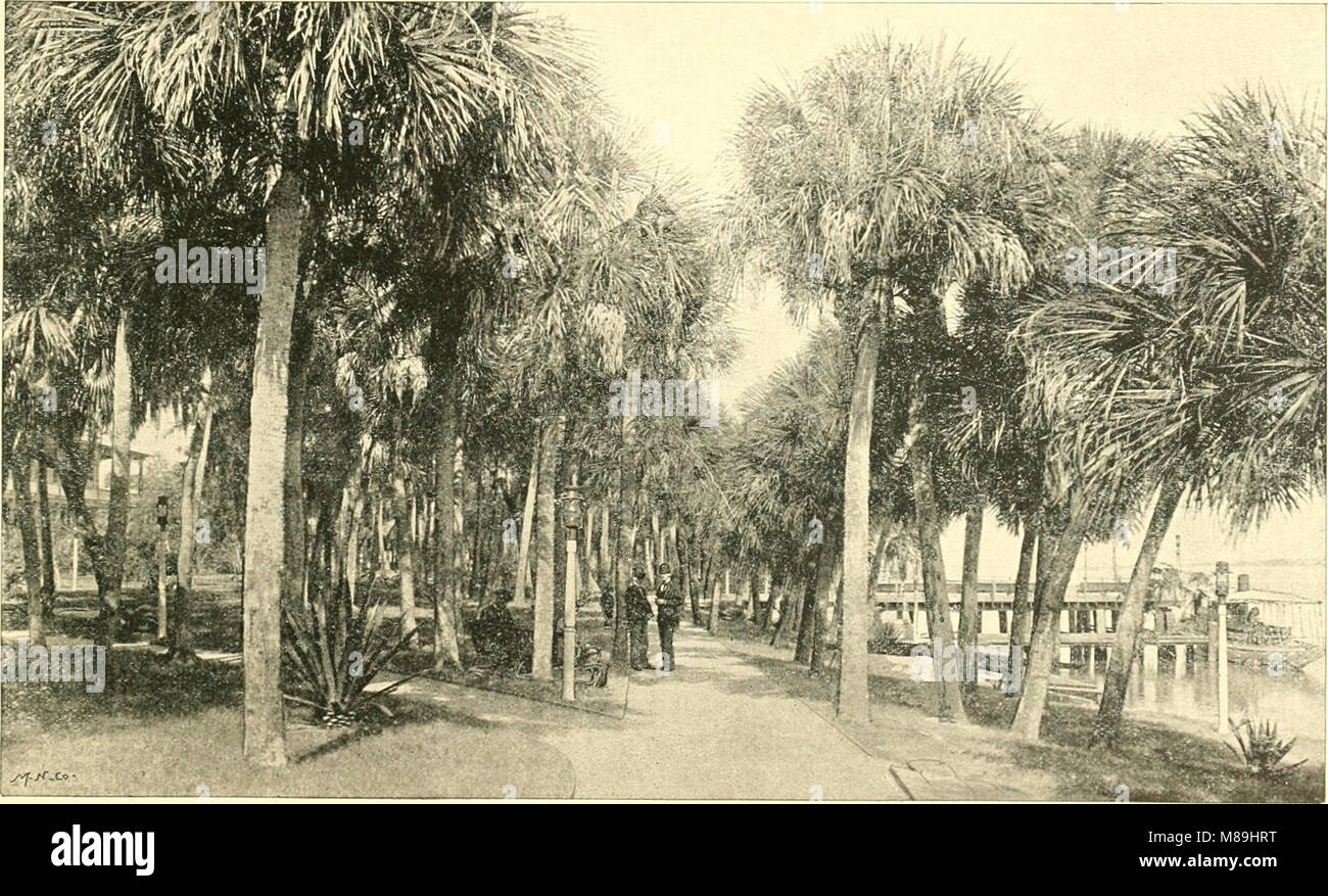 Florida, beauties of the east coast (1890) (14785132883 Stock Photo - Alamy