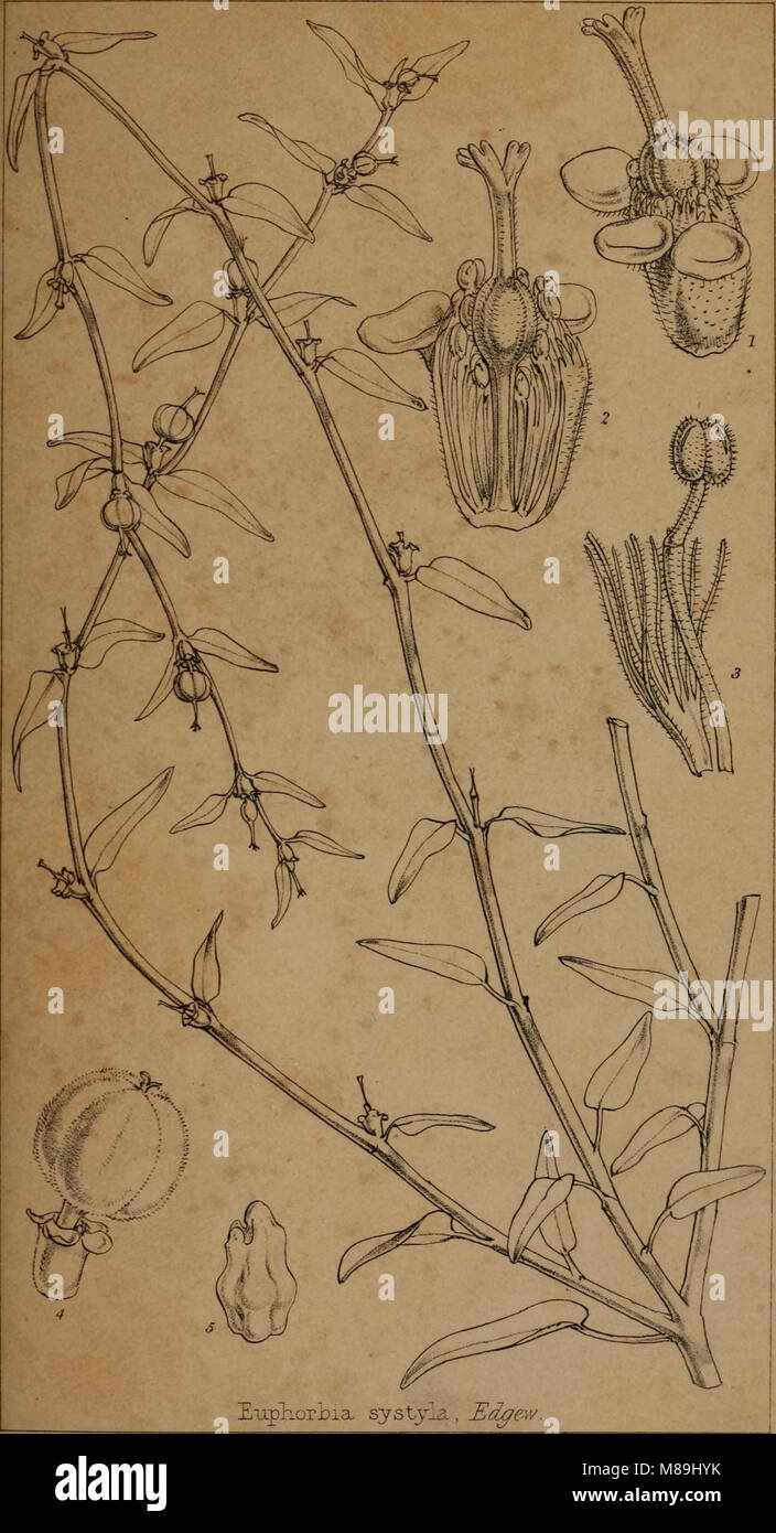 Florula adenensis - a systematic account, with descriptions, of the ...
