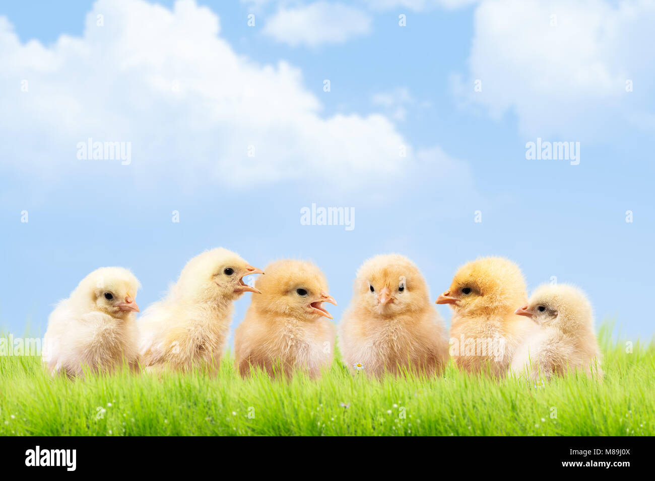 a lot of chickens communicate with each other. Funny and cute Chicks ...