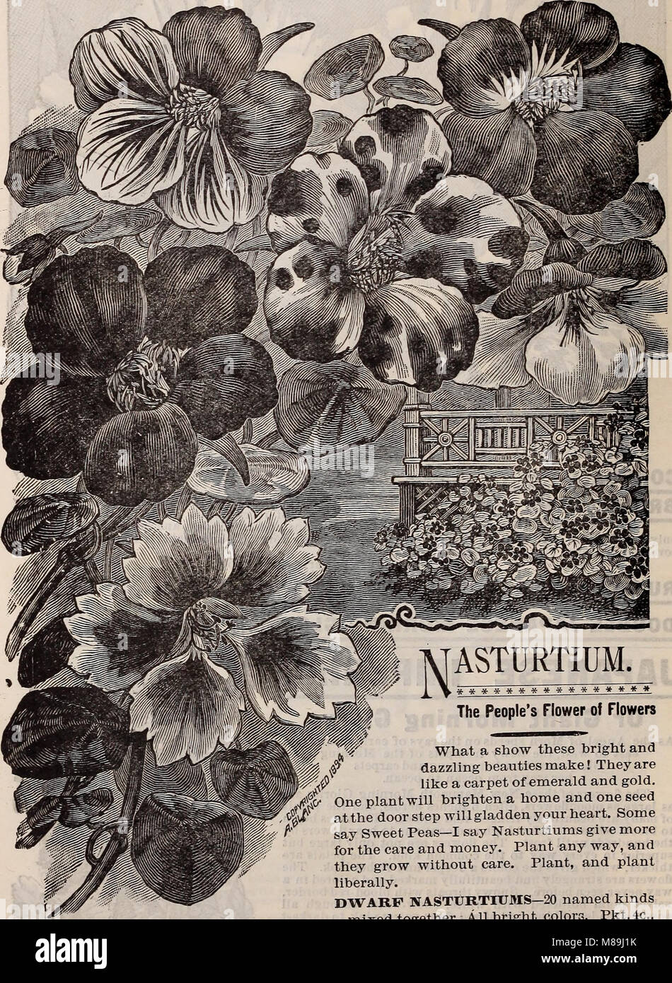 Flowers for spring 1900 (1900) (19936788654 Stock Photo - Alamy