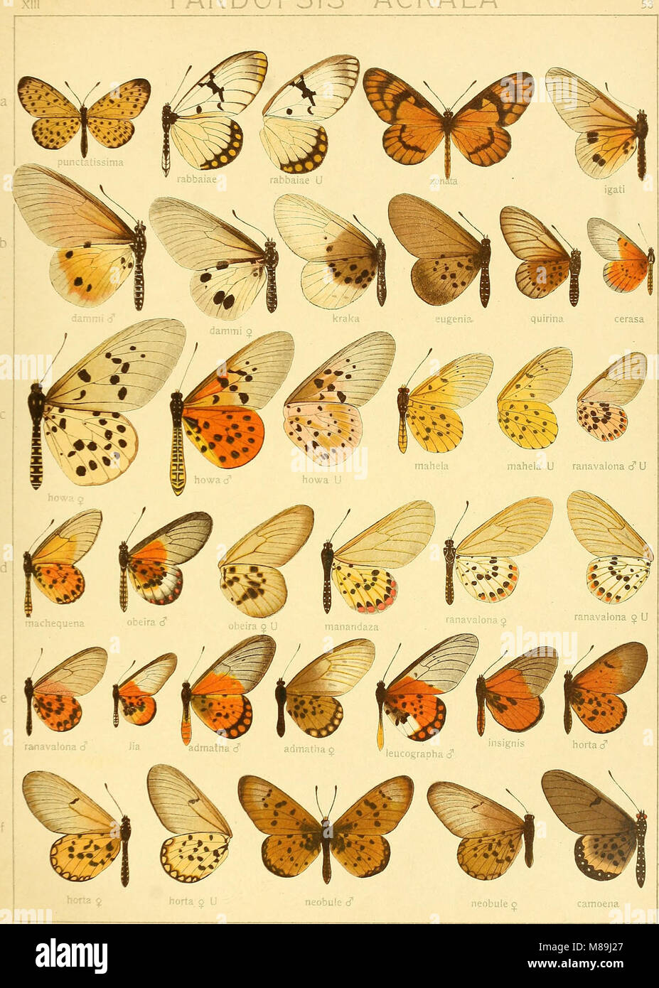 Die Grossschmetterlinge der Erde (1907) is a comprehensive study of the ...
