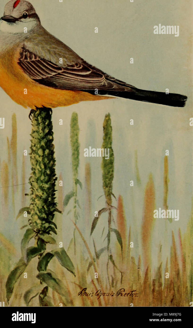 This 1912 study focuses on the diet of key flycatcher species ...