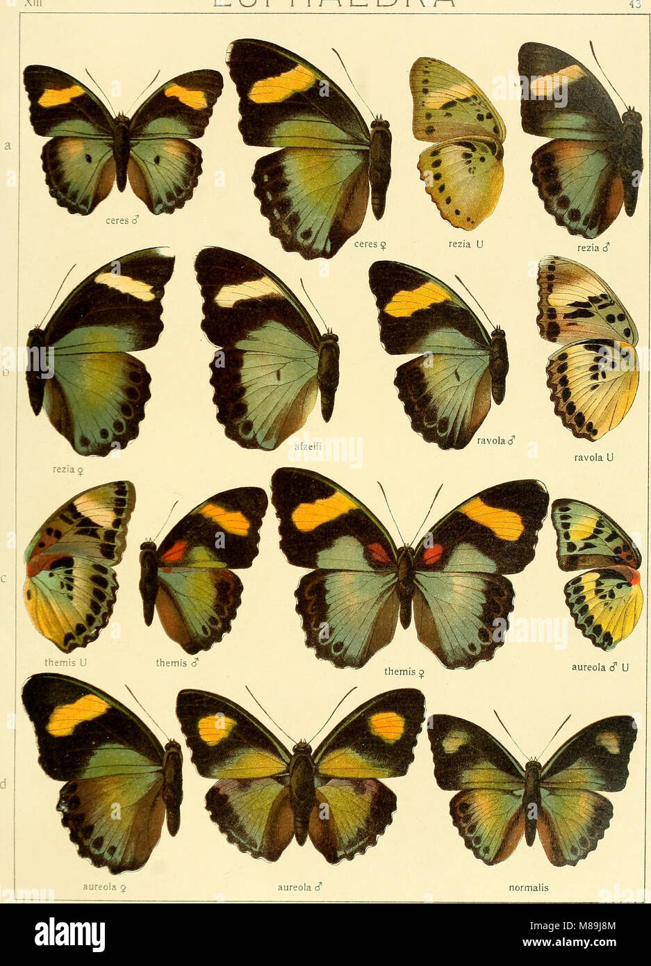 A 1907 systematic work on the large butterflies of the world ...