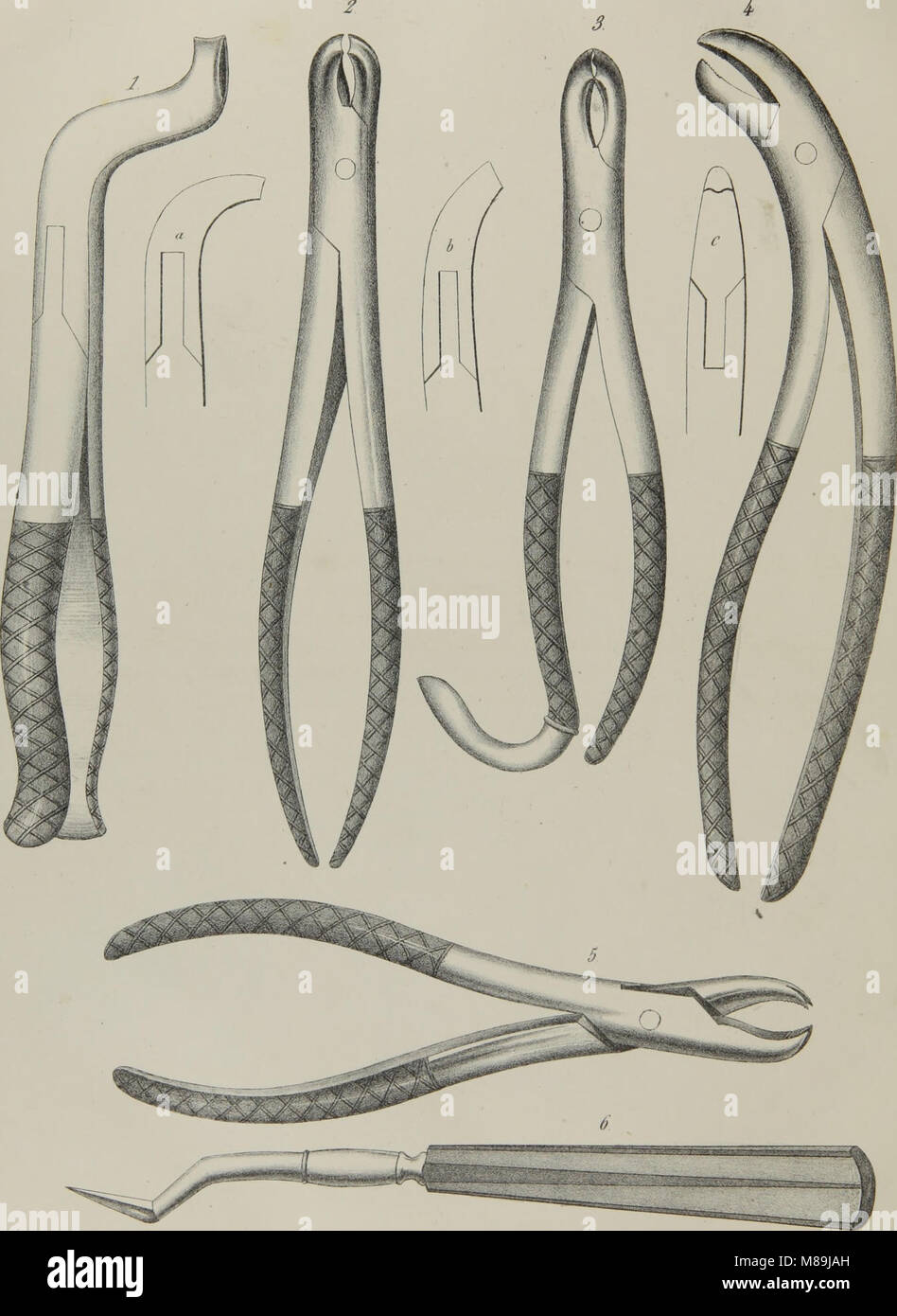 Forceps;The anatomy, physiology and pathology of the human teeth (1854 ...