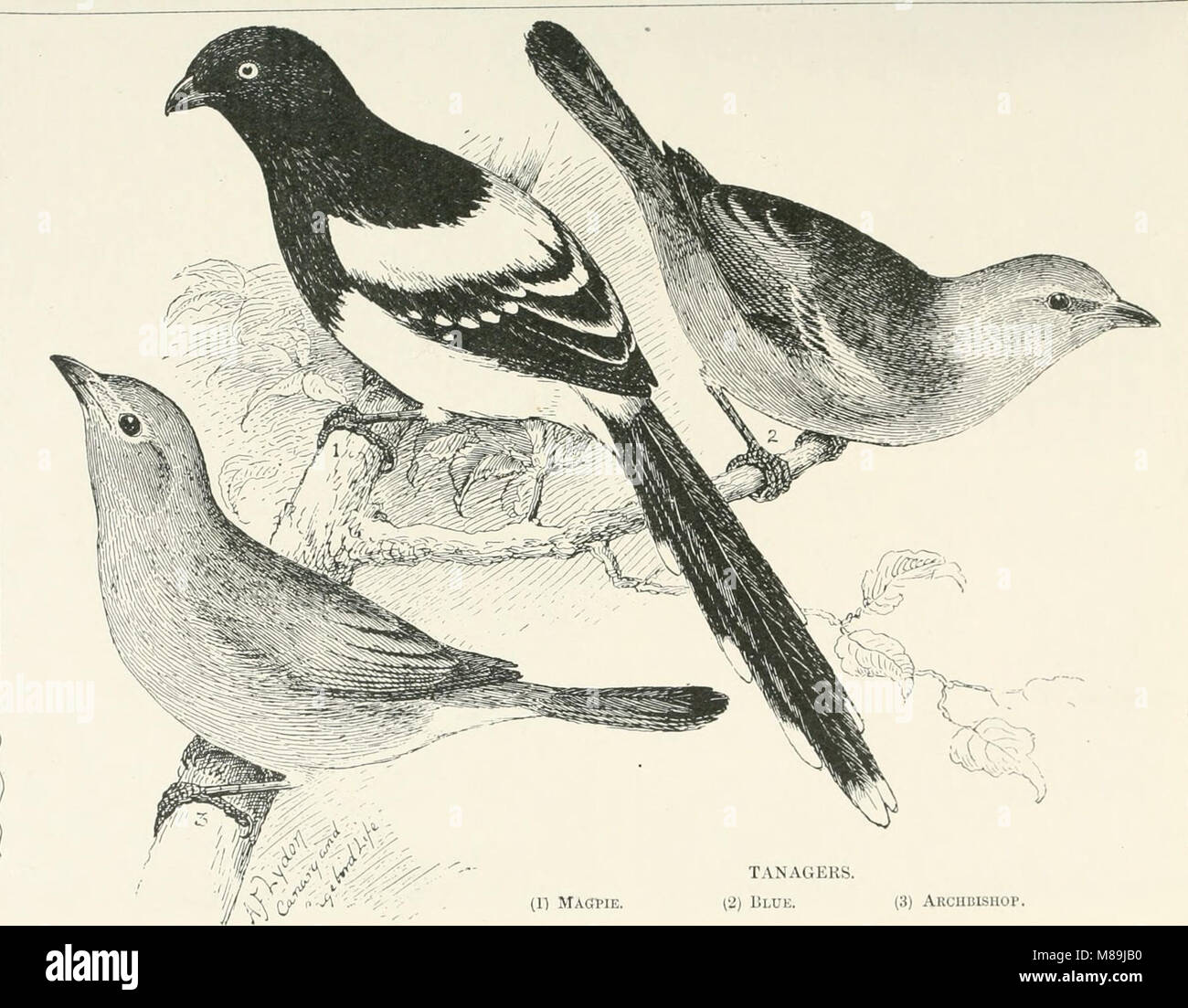 Foreign birds for cage and aviary (1910) (14564282028 Stock Photo - Alamy