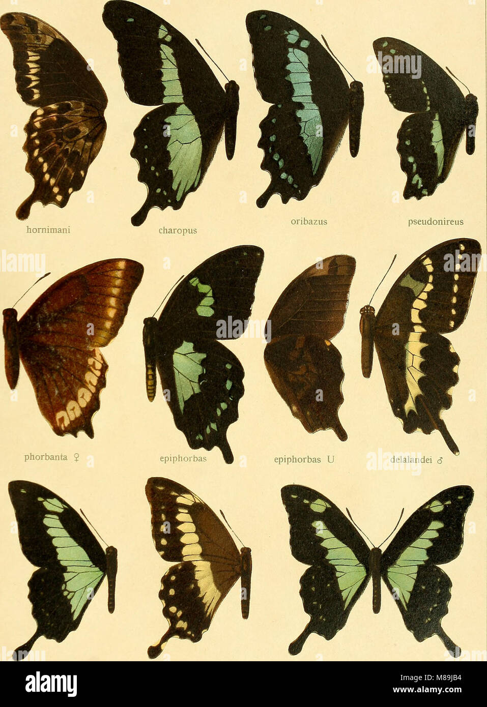 'Die Grossschmetterlinge der Erde' (1907) is a comprehensive work on ...