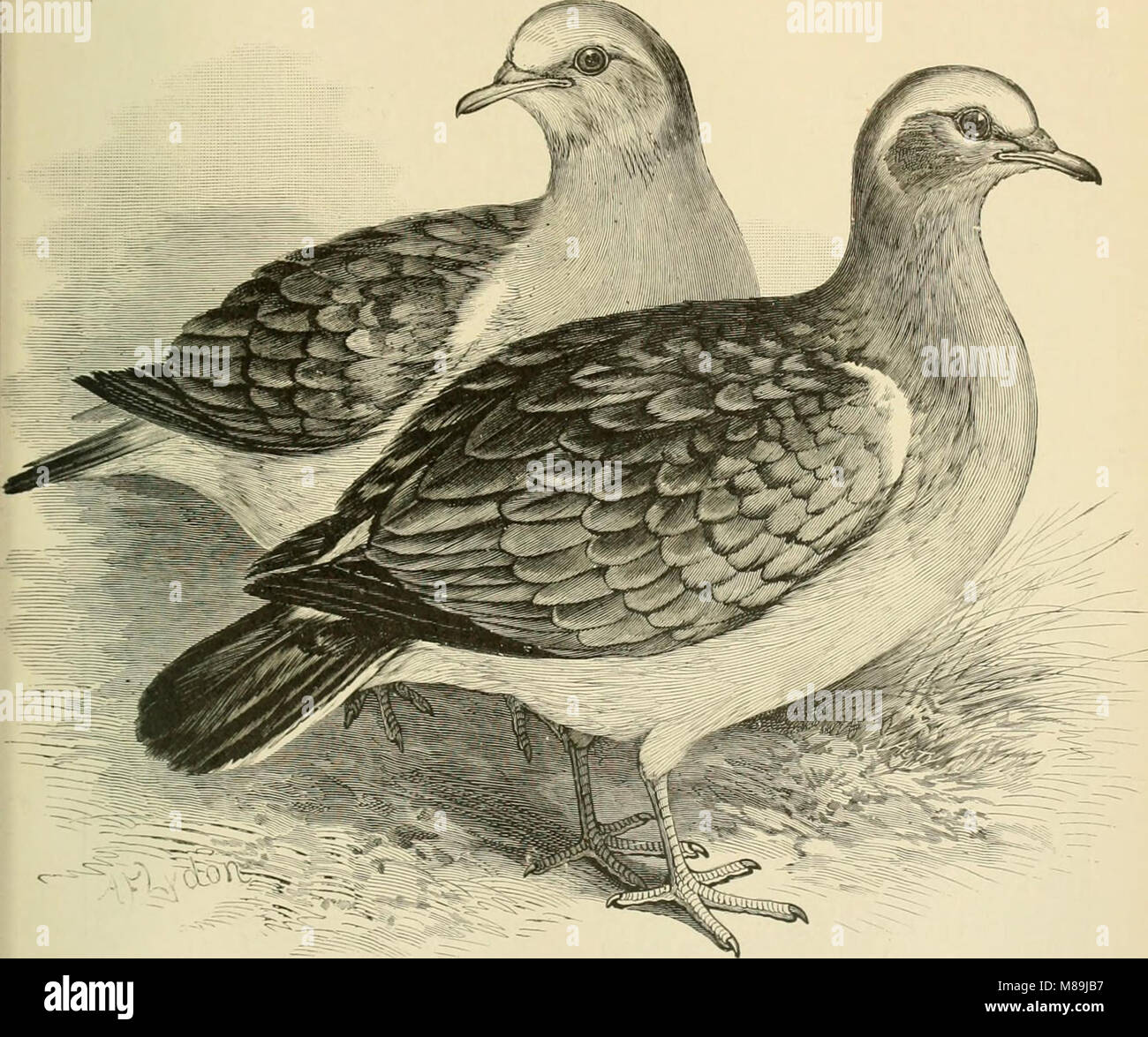'Foreign Birds for Cage and Aviary' (1910) is a comprehensive guide to ...