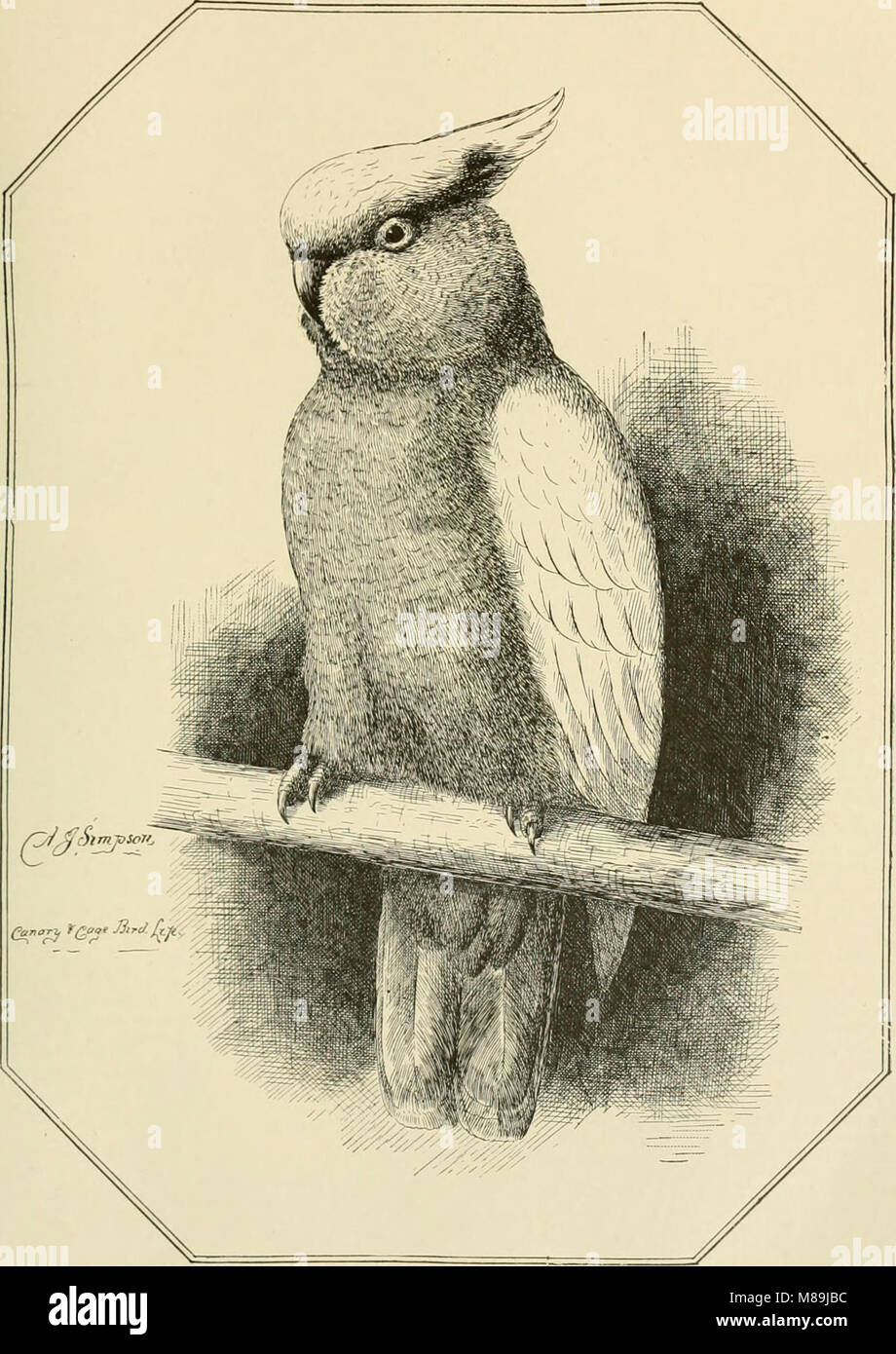 This 1910 publication provides a guide to various foreign bird species ...