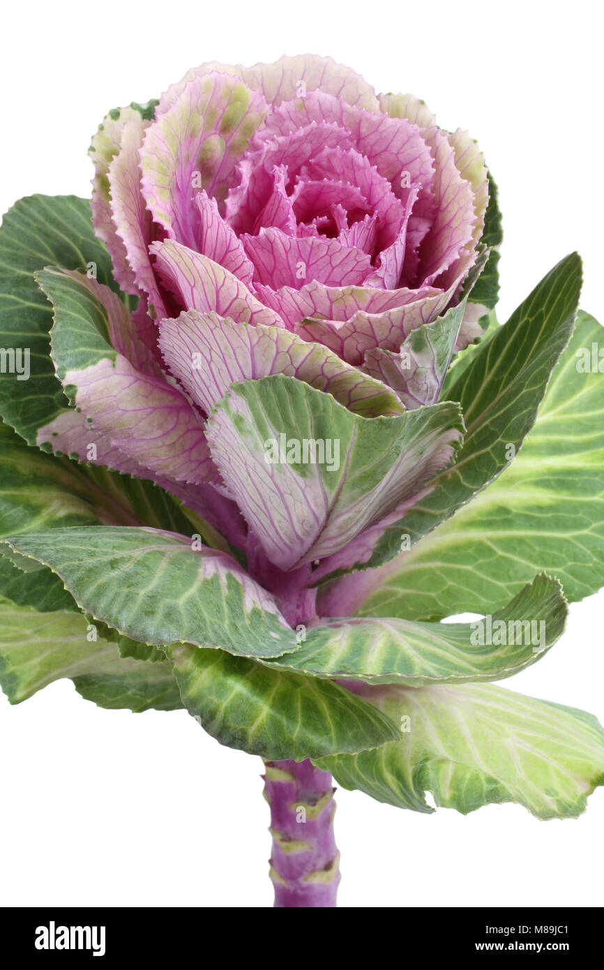 Cabbage Flower
