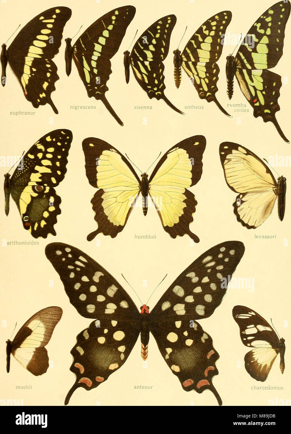 *Die Grossschmetterlinge der Erde* (1907) is a systematic work on the ...