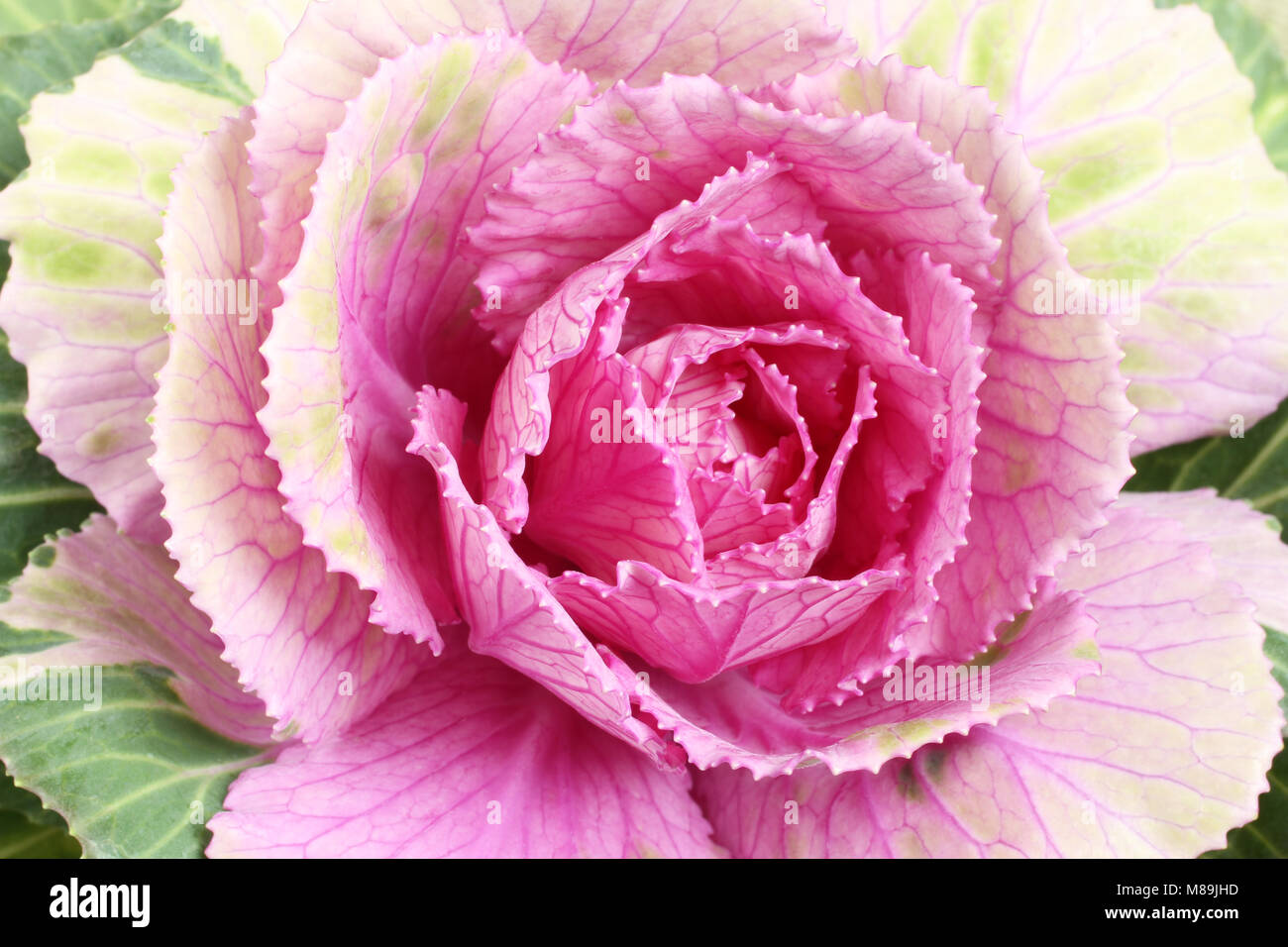 Pink cabbage hi-res stock photography and images - Alamy