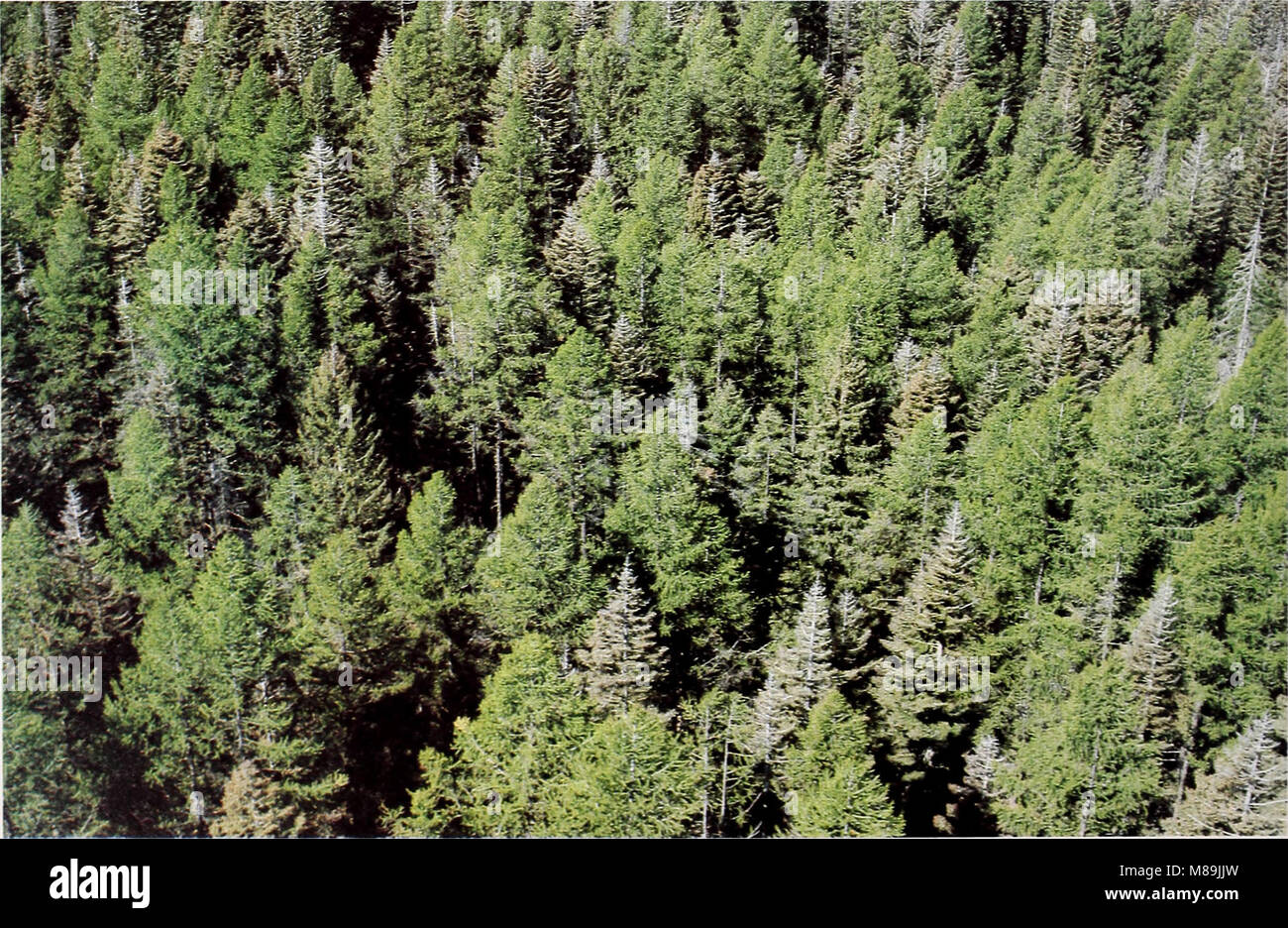 This 1981 report provides a detailed analysis of forest insect ...