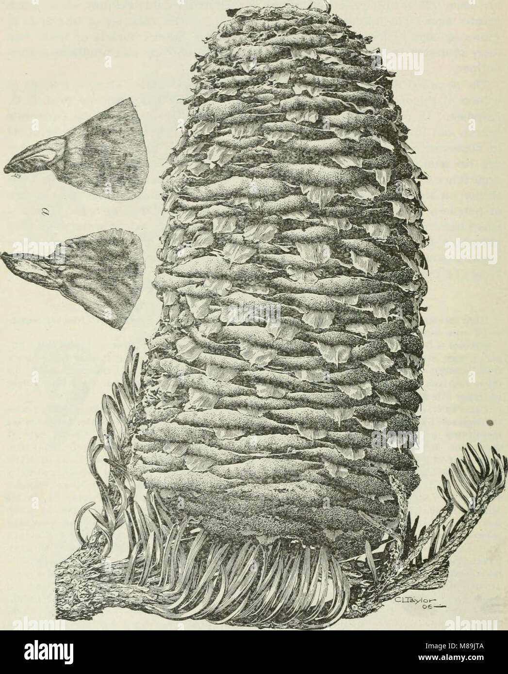 'Forest Trees of the Pacific Slope' (1908) provides a comprehensive ...