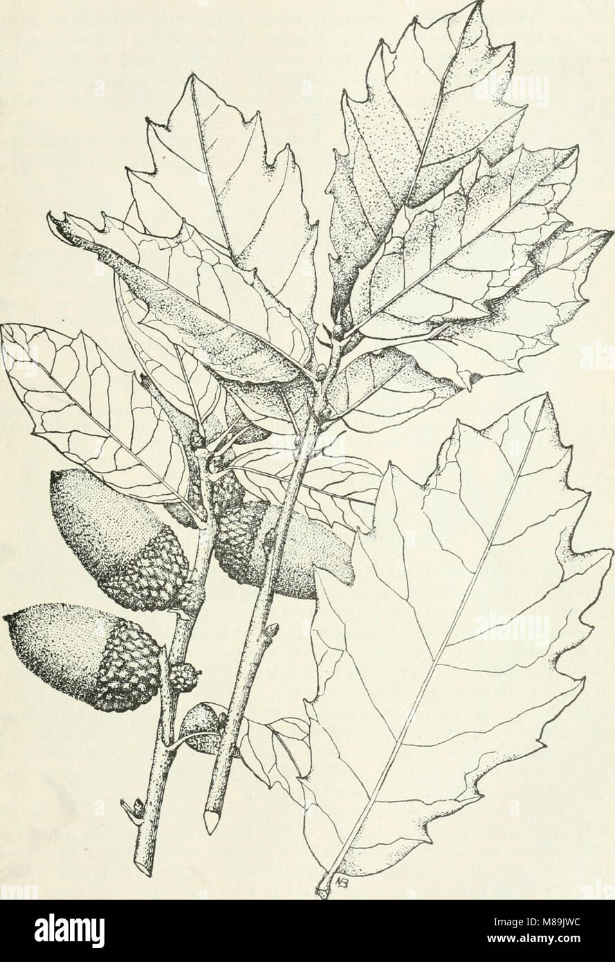 'Forest Trees of the Pacific Slope' (1908) is a comprehensive study of ...