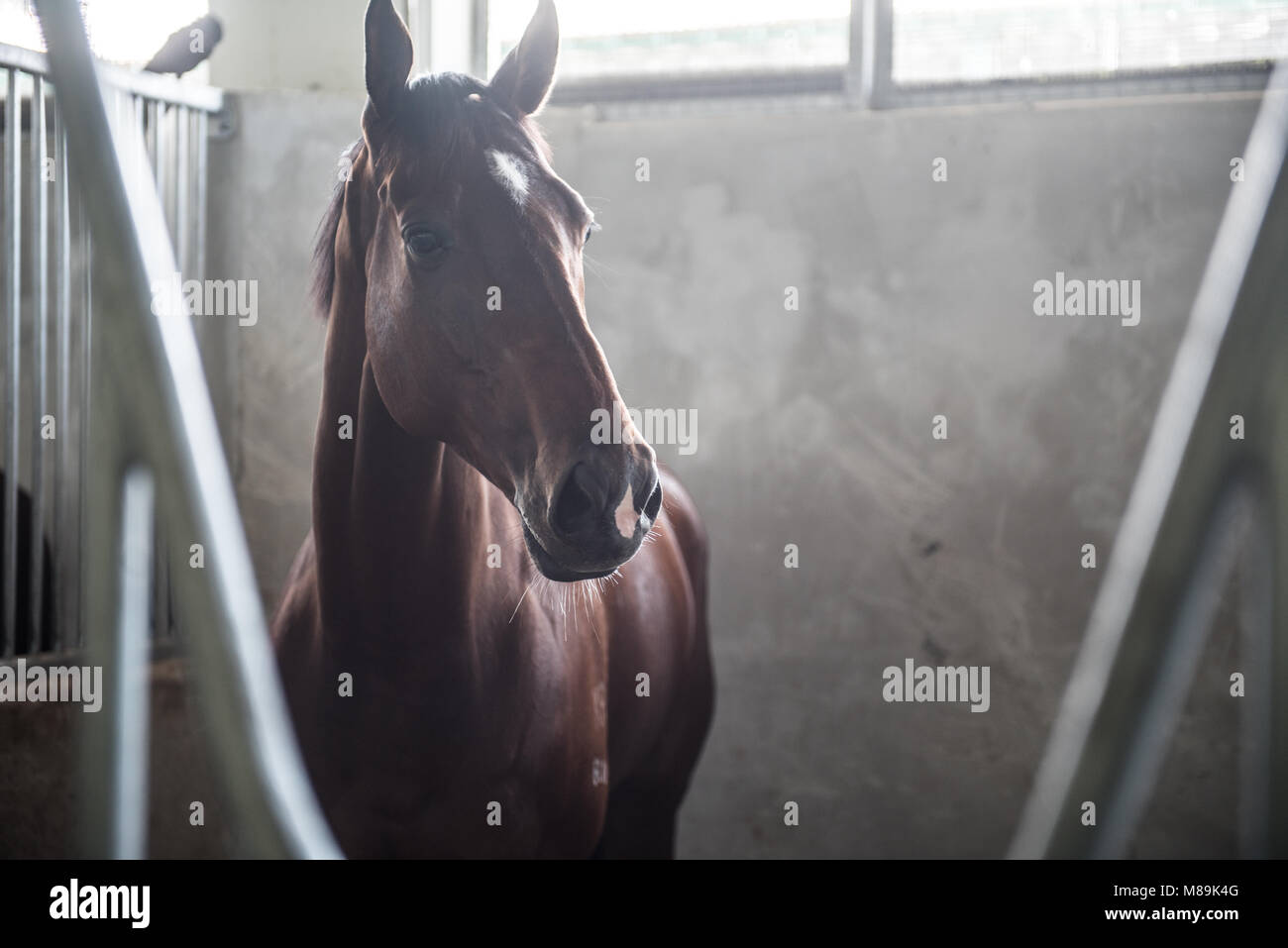 Race horse in stable hi-res stock photography and images - Alamy