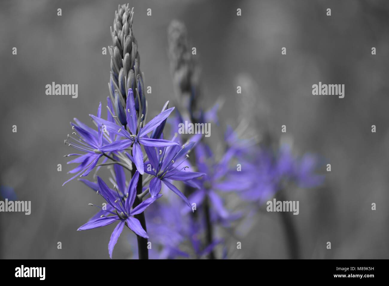Indian camas hi-res stock photography and images - Alamy
