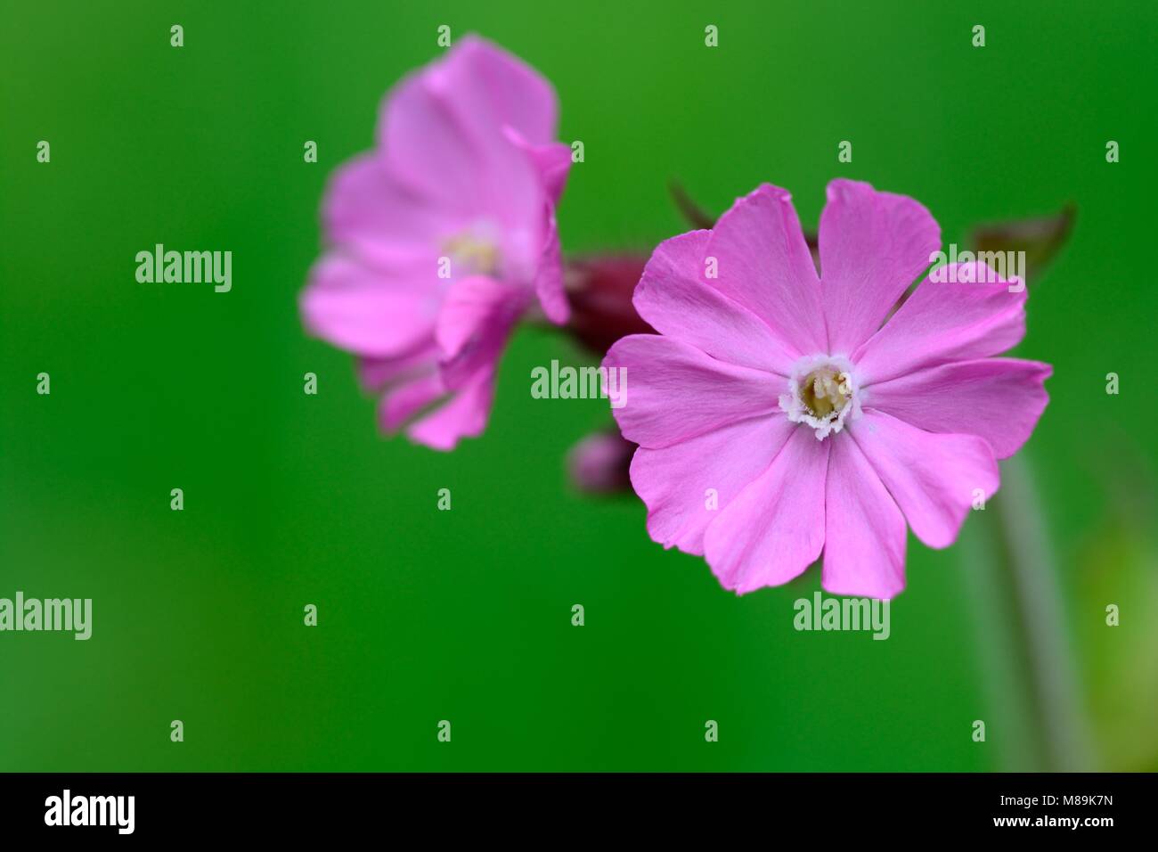 Red campion flowers in bloom.Also known as silene dioica or red ...