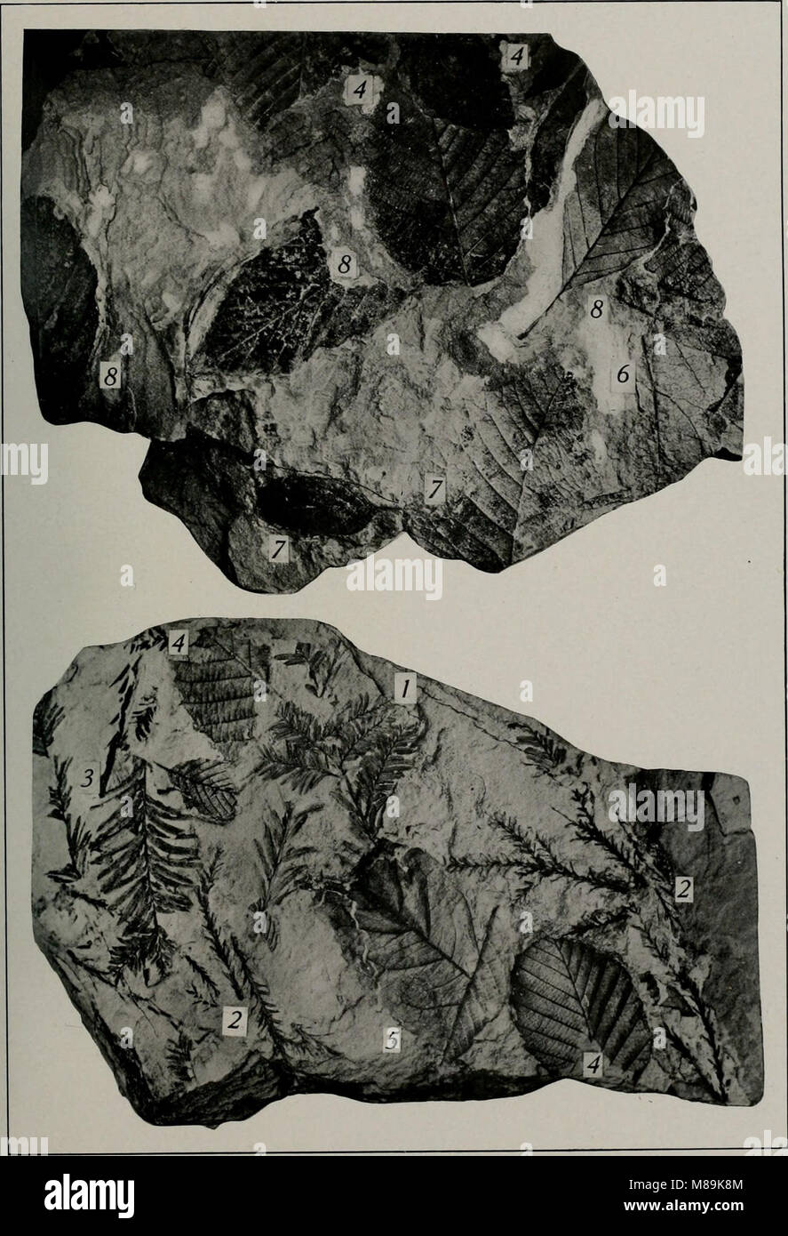 'Fossil Plants from the Beds of Volcanic Ash near Missoula, Western ...