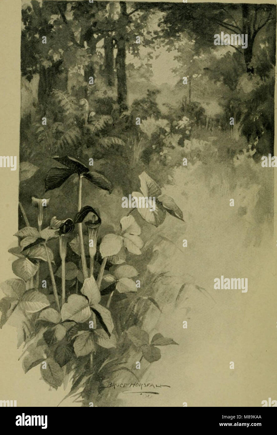 Foundations Of Botany 1901 Provides An Introduction To The Fundamental Principles Of Botany