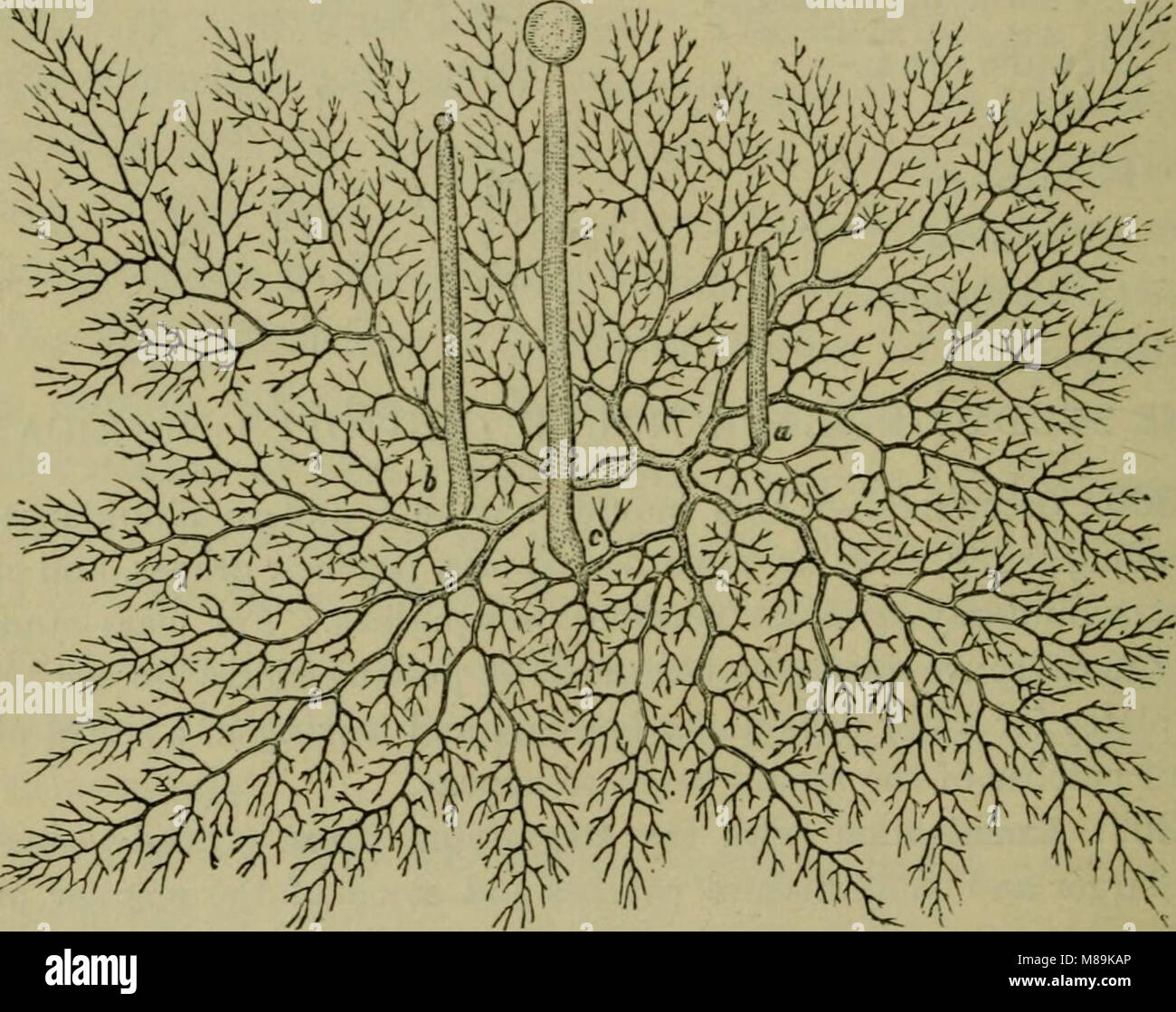 'Foundations of Botany' (1901) is a comprehensive guide to the basic ...