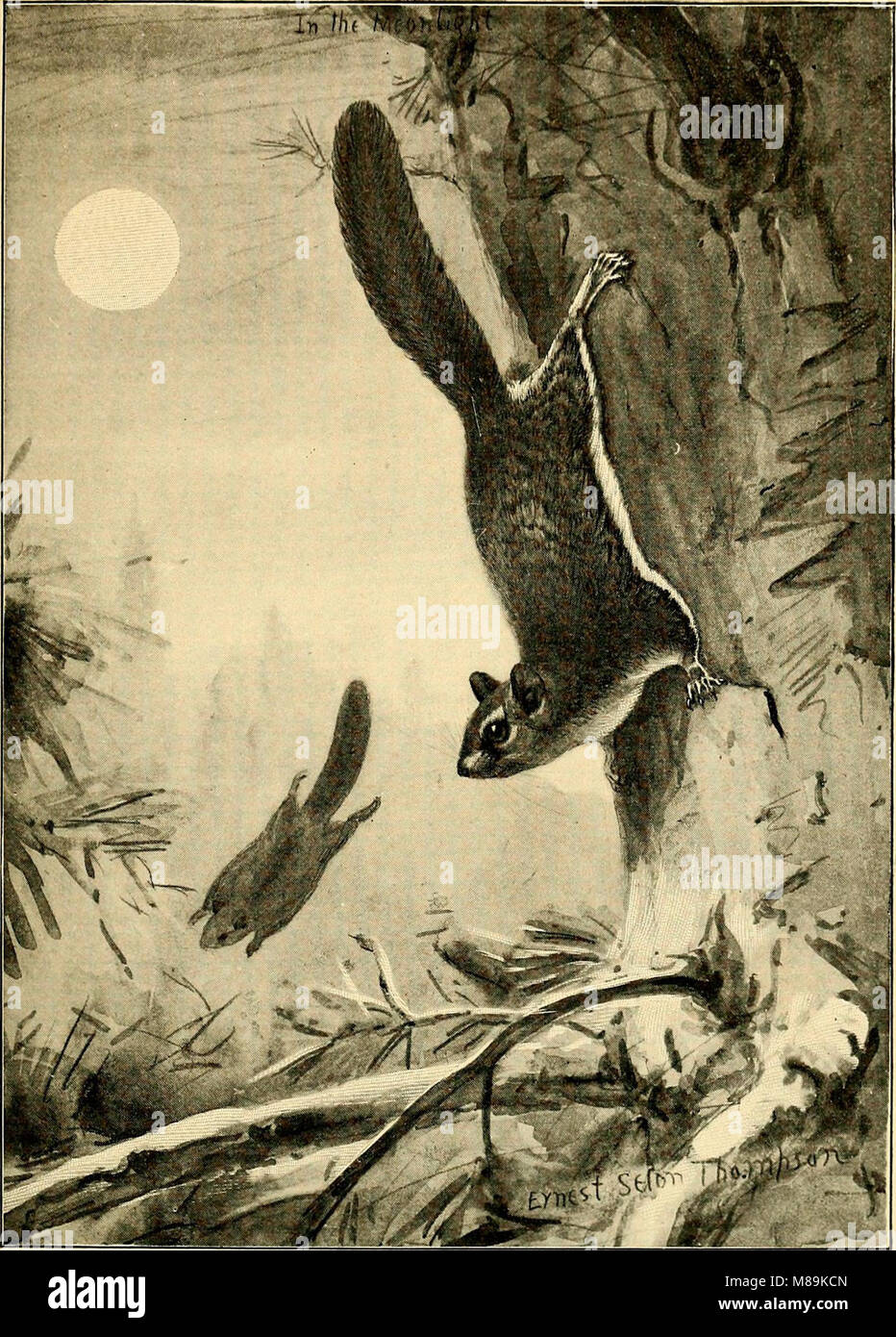 'Four-footed Americans and their Kin' (1898) explores the role of ...