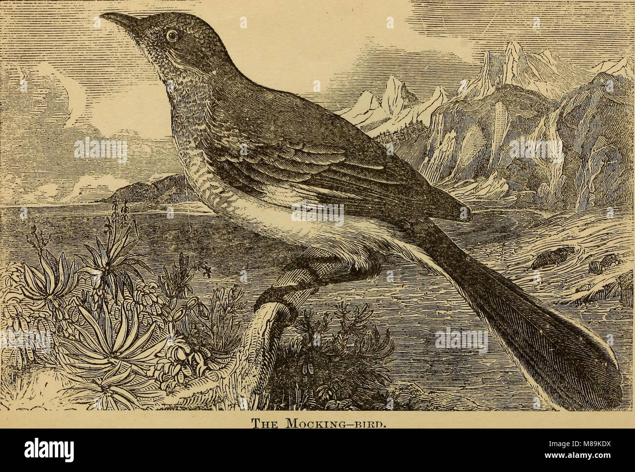 'Four Feet, Wings, and Fins' (1879) offers a comparative study of ...
