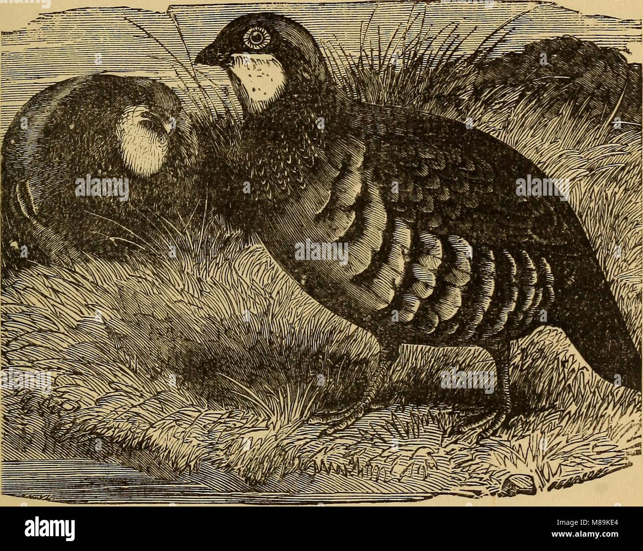 Four Feet, Wings, and Fins, published in 1879, is a zoological work ...