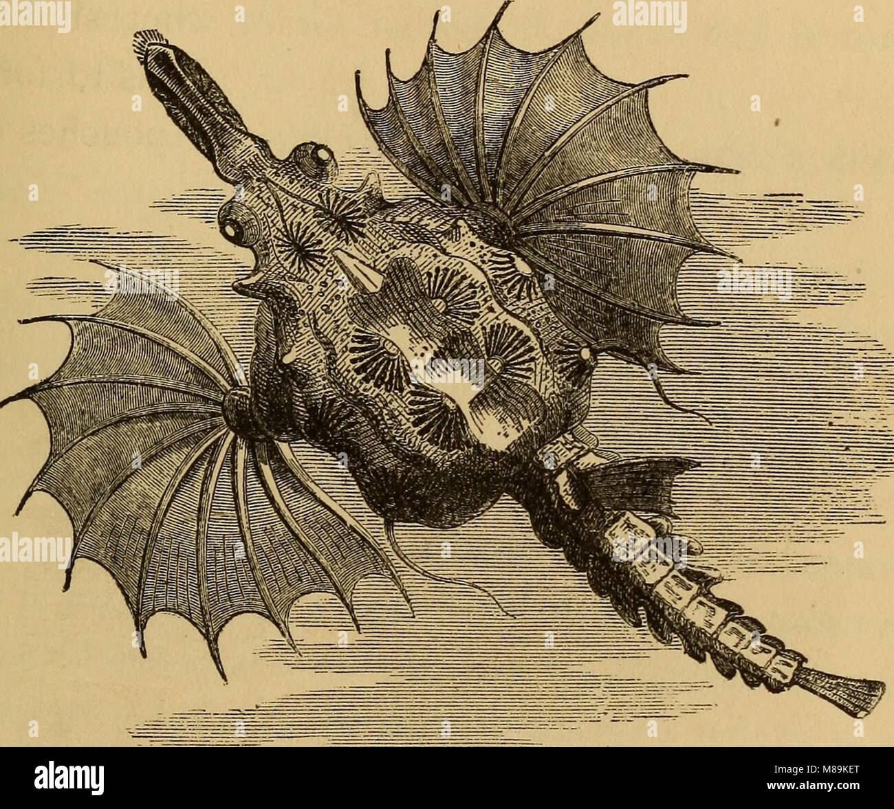 Four feet, wings, and fins (1879) (14595004278 Stock Photo - Alamy