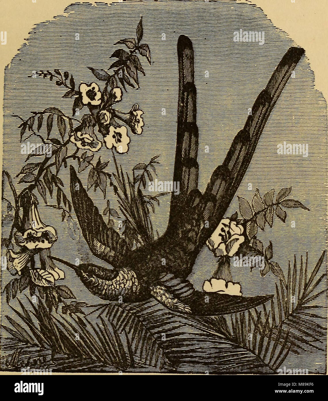 This 1879 work discusses various animals and their adaptations ...