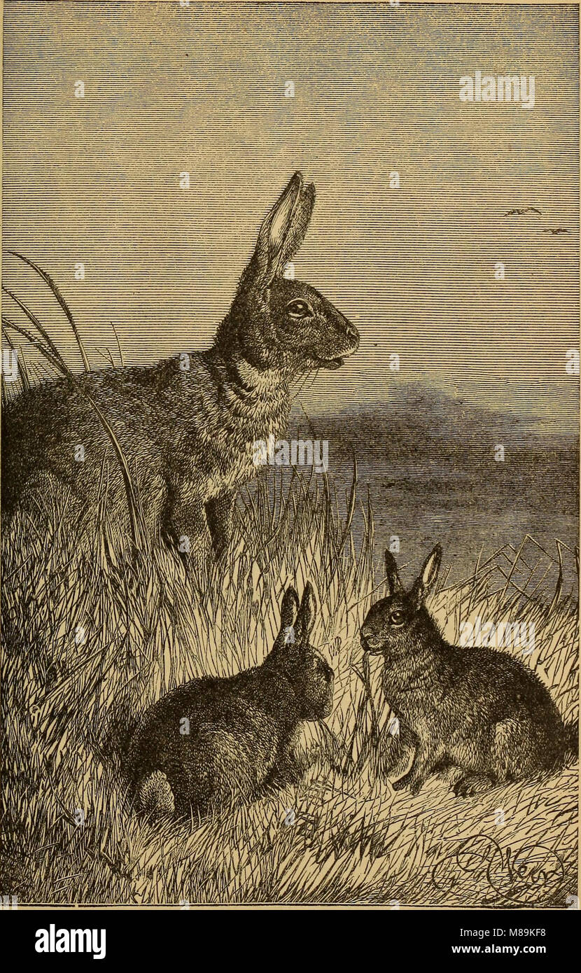 This 1879 work discusses the anatomy and evolutionary development of ...