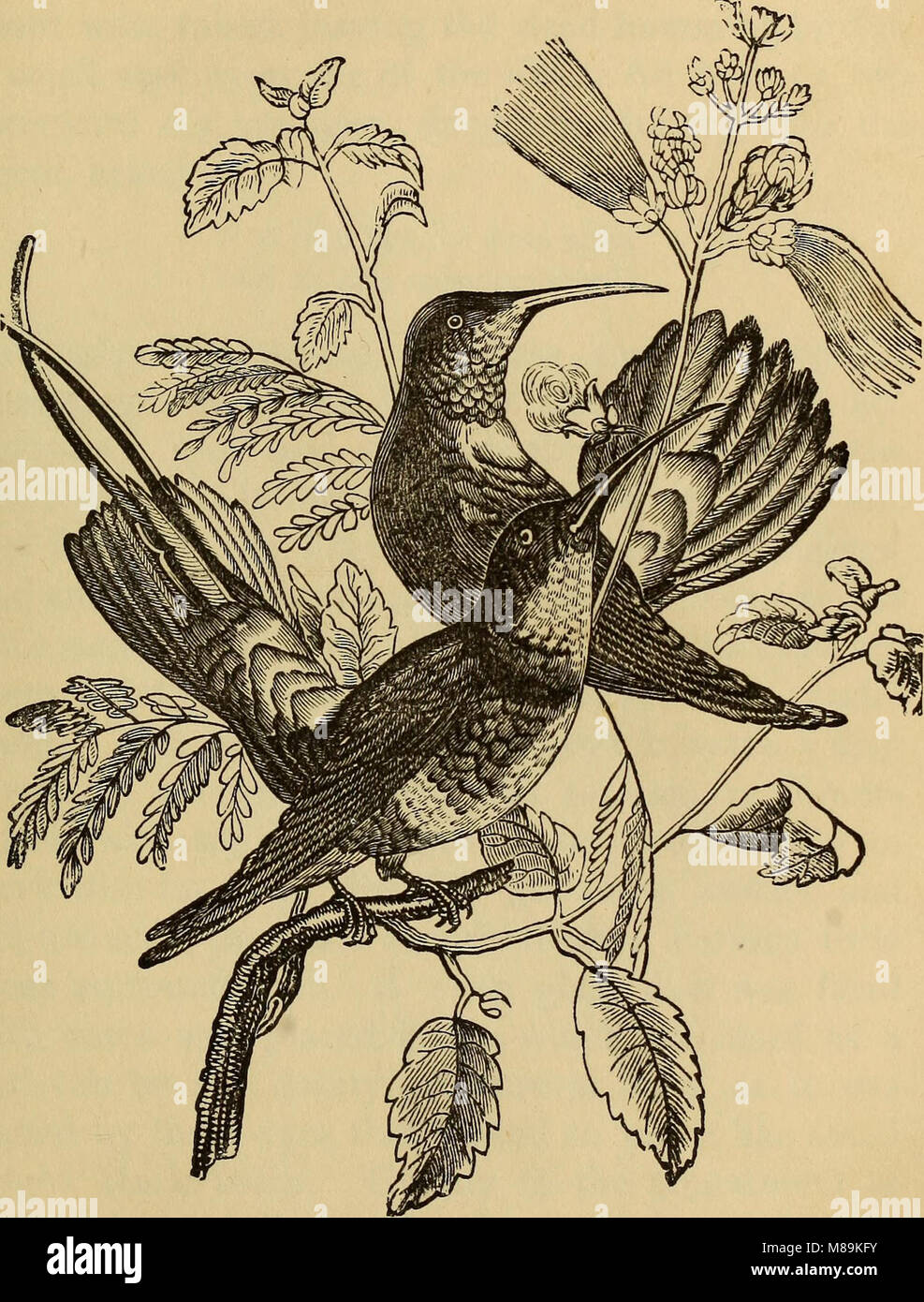 A 1879 work exploring the different forms of locomotion in animals ...