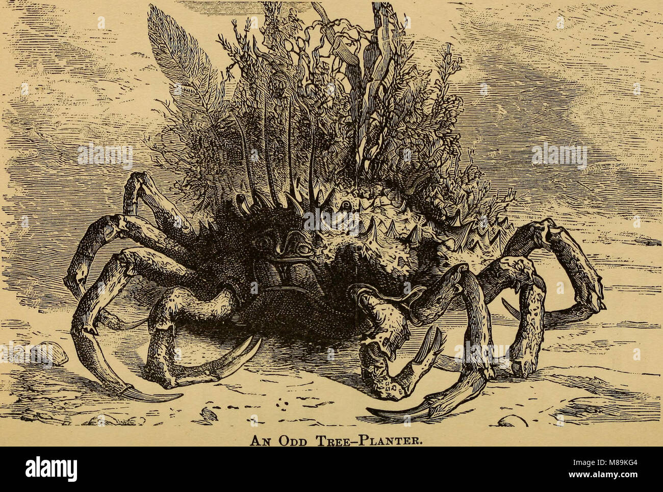 Four feet, wings, and fins (1879) (14779289544 Stock Photo - Alamy