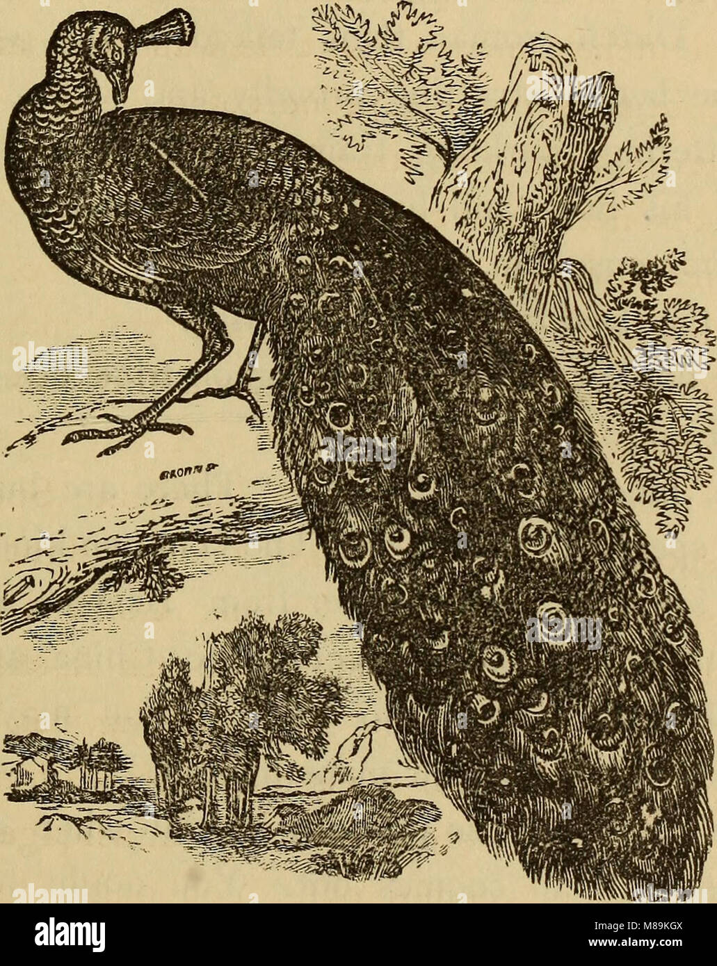 Four feet, wings, and fins (1879) (14801471373 Stock Photo - Alamy