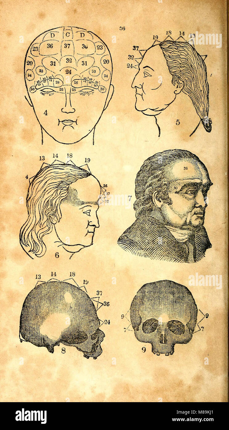 Phrenology illustration hi-res stock photography and images - Alamy