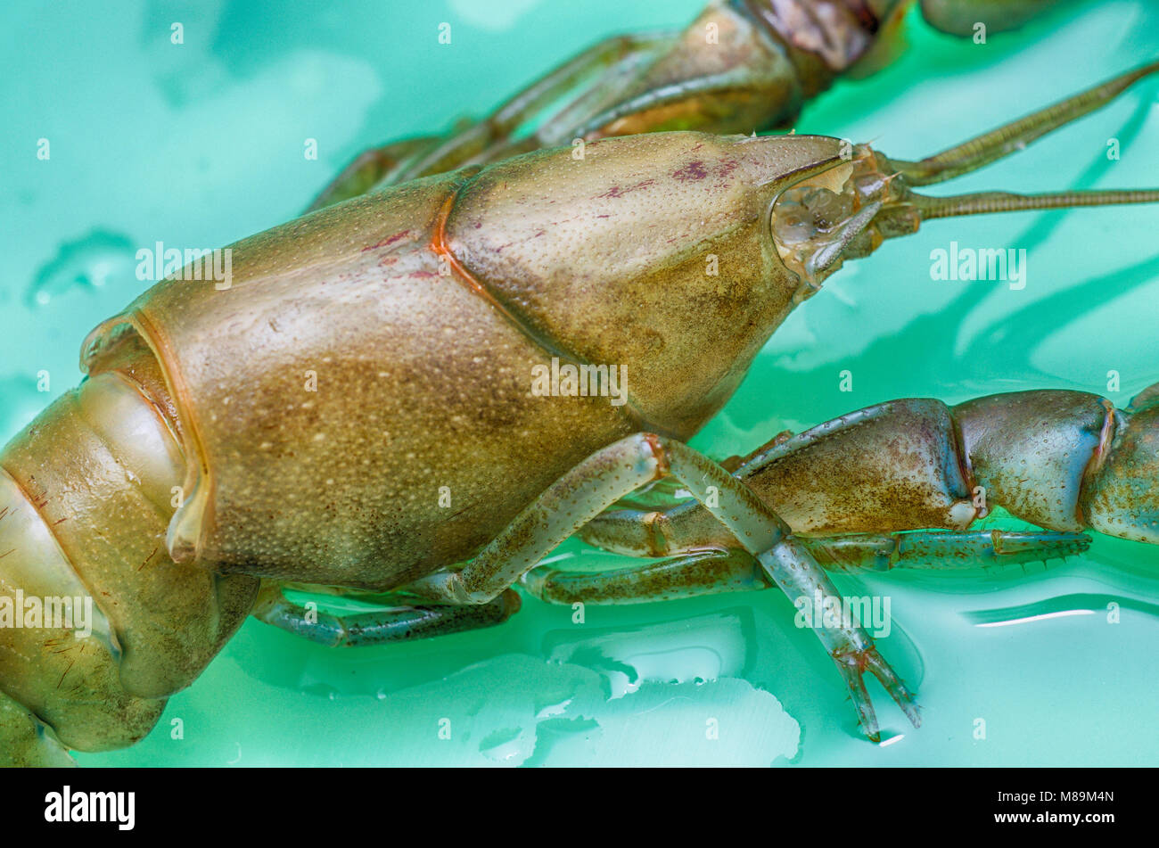 Yabby hi-res stock photography and images - Alamy