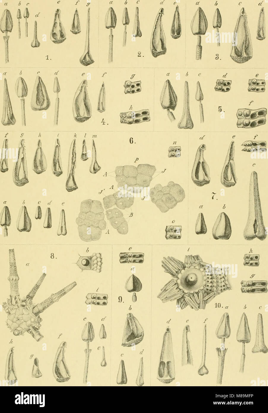 Die Japanischen Seeigel (1887) (20740533788 Stock Photo - Alamy