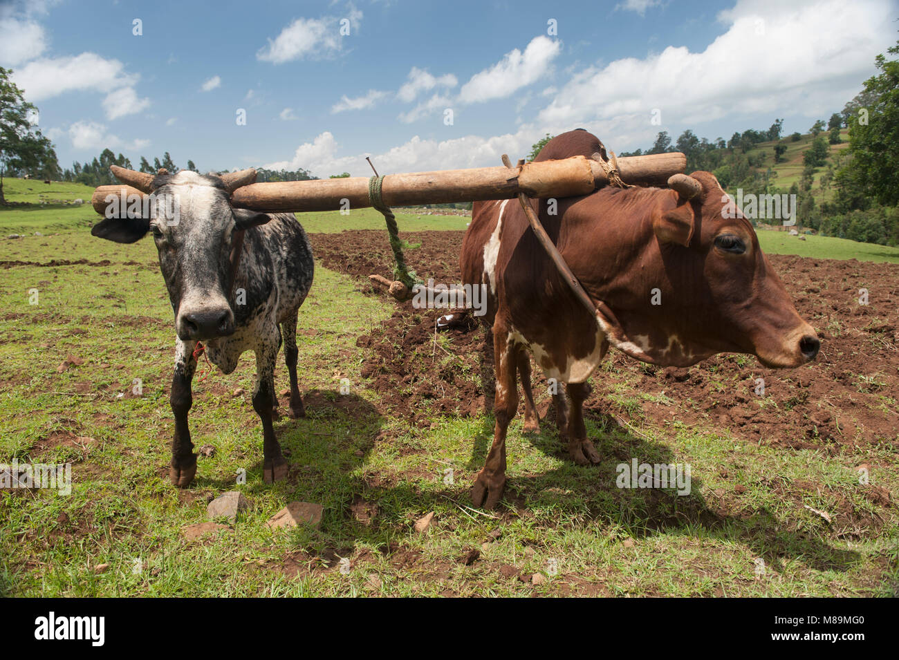 White and brown African bulls harnessed to an ethnic indigenous wooden ...