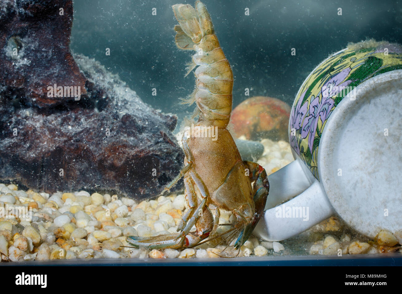 Australian yabby shedded its shell in an aquarium Stock Photo - Alamy