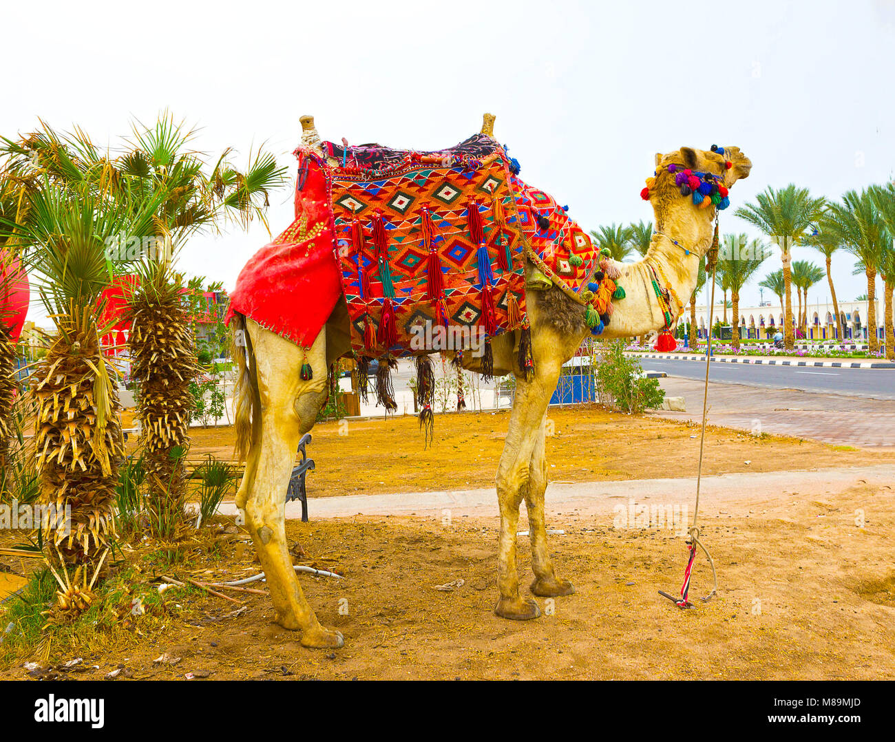 Muzzle of the african camel close up hi-res stock photography and ...