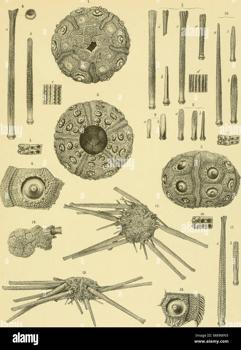 *Die Japanischen Seeigel* (1887) is a study of Japanese sea urchins ...