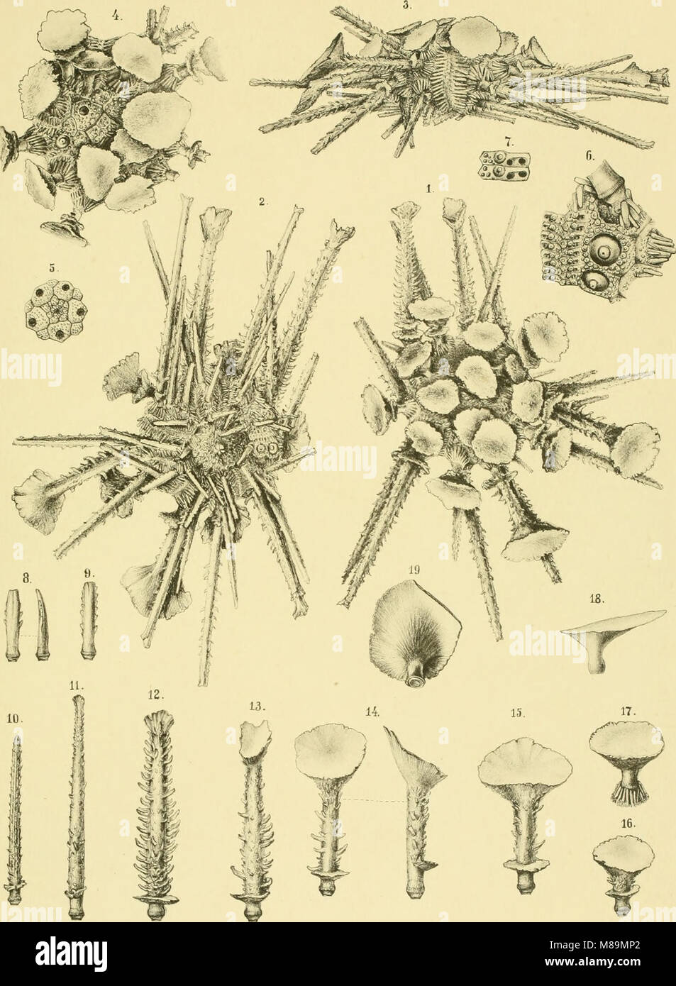 'Die Japanischen Seeigel' (1887) is a detailed study of Japanese sea ...