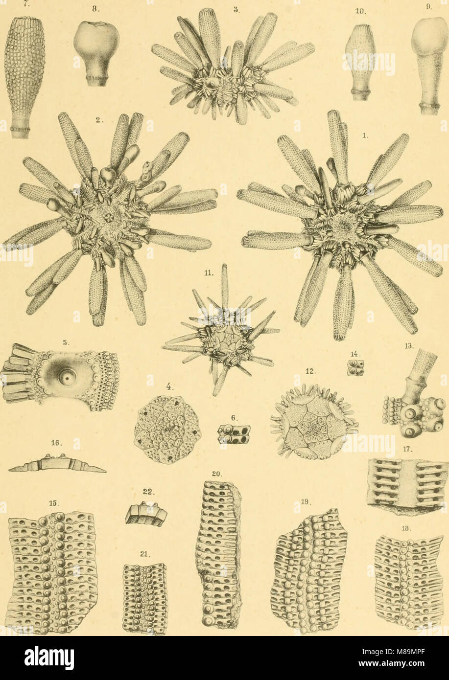 'Die Japanischen Seeigel' (1887) is a study of the Japanese sea urchin ...