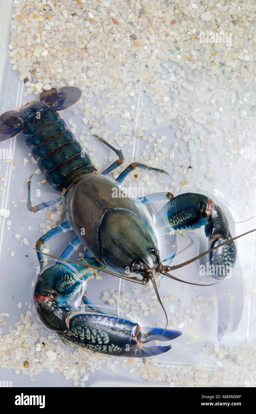 Yabby hi-res stock photography and images - Alamy