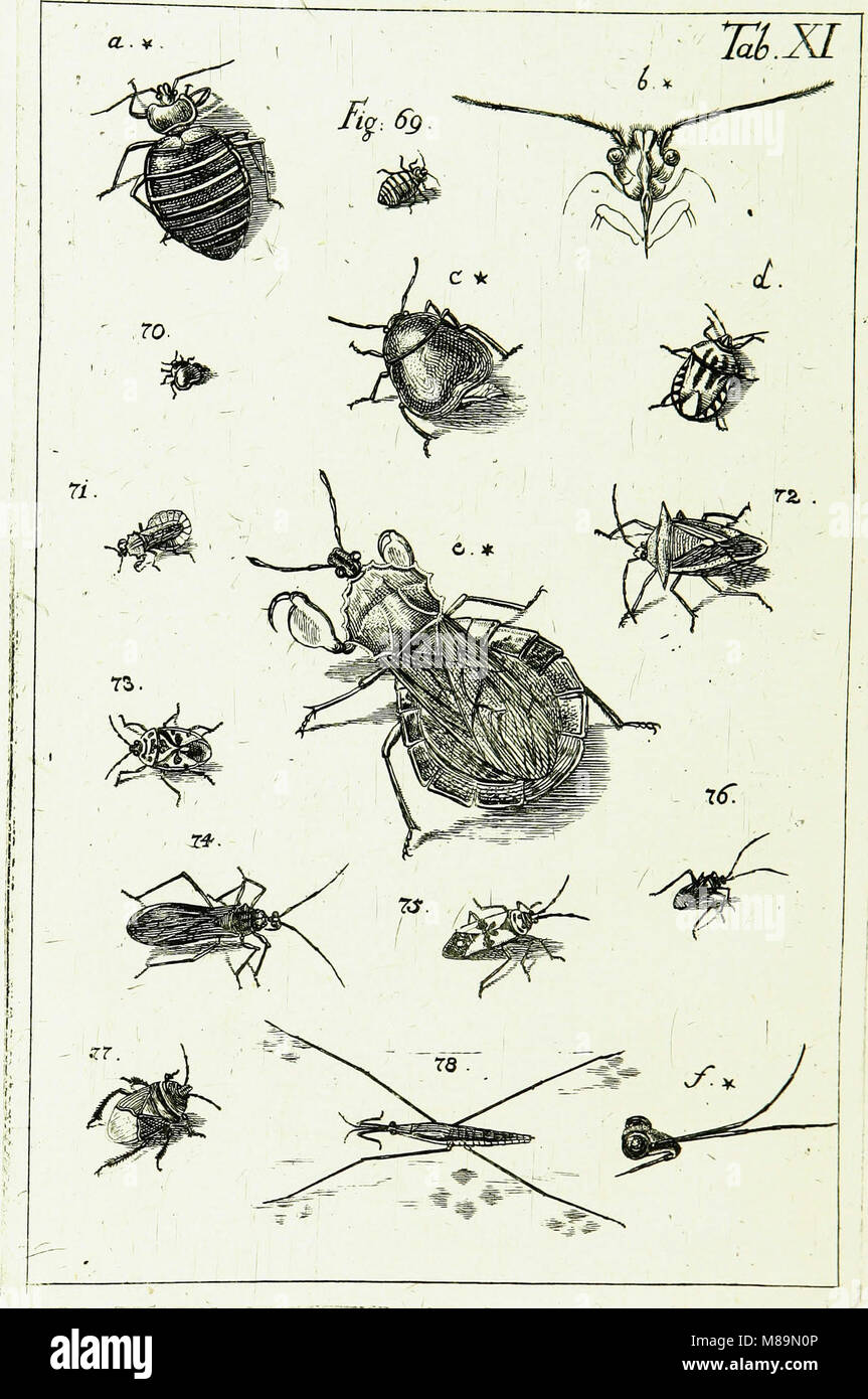 'Die Kennzeichen der Insekten' (1761), written by Karl Linnaeus ...