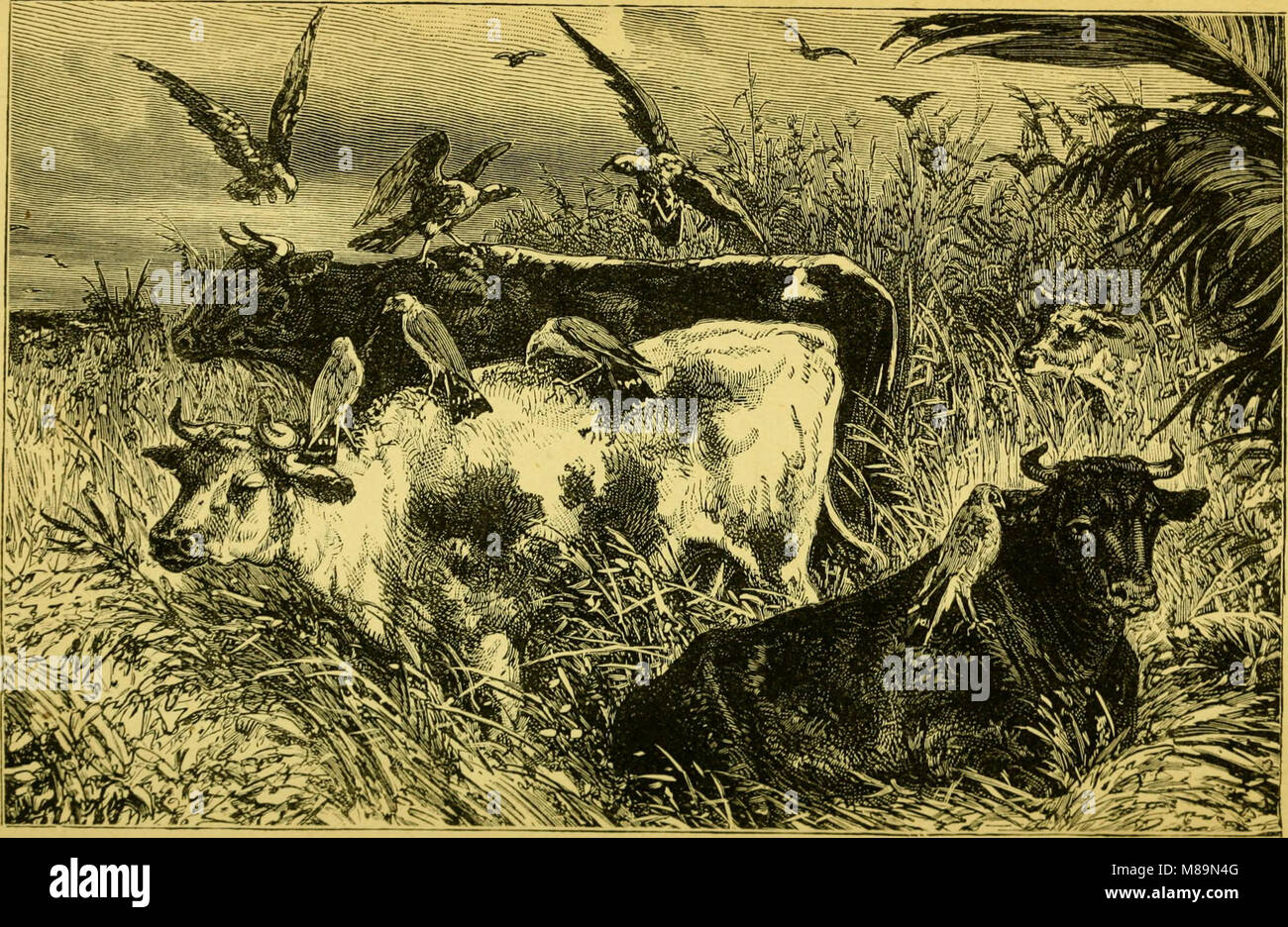 Frank Radcliffe's 1884 account of his travels and adventures in the ...