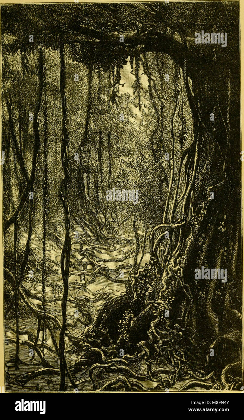 Frank Radcliffeâ€™s 1884 adventure in the forests of Venezuela provides ...