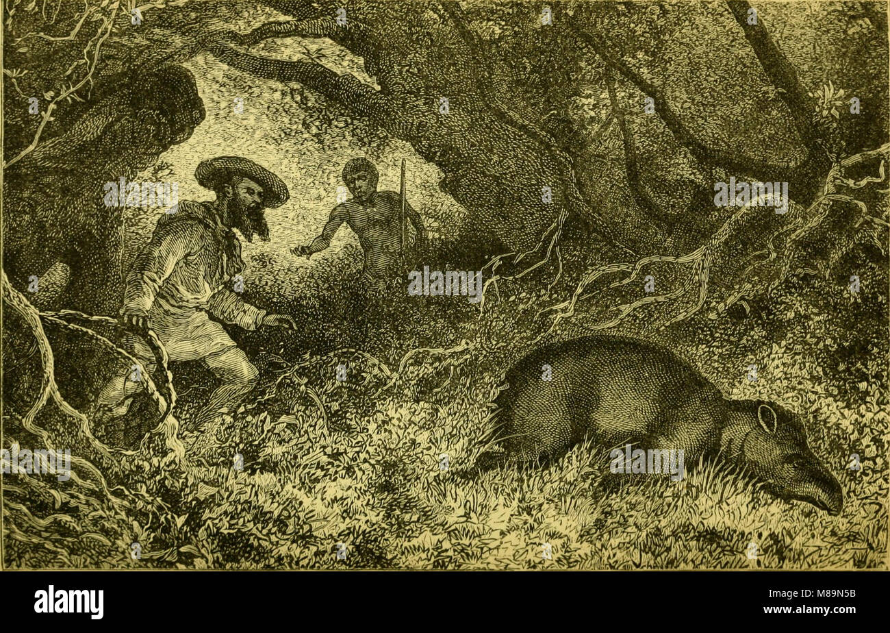 Frank Radcliffe; a story of travel and adventure in the forests of ...