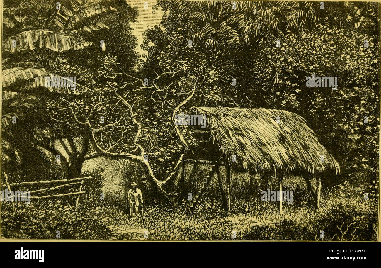 Frank Radcliffe; a story of travel and adventure in the forests of ...